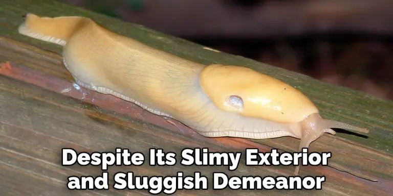 Banana Slug Spiritual Meaning, Symbolism and Totem (2024)