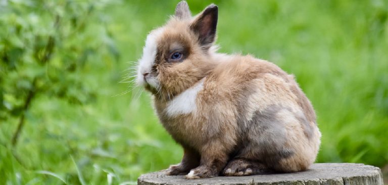 Dwarf Spiritual Meaning, Symbolism and Totem | Detailed Guide