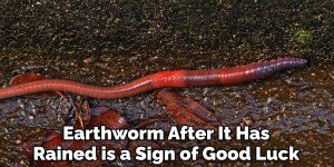 Earthworm Spiritual Meaning, Symbolism and Totem (2026)