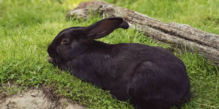 Elfin Spiritual Meaning, Symbolism and Totem | Detailed Guide