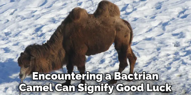 Bactrian Camel Spiritual Meaning, Symbolism and Totem (2026)