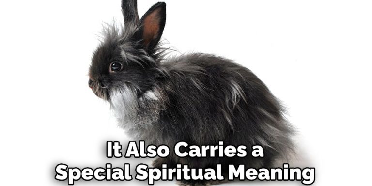Wooly Spiritual Meaning, Symbolism and Totem | Explained (2025)