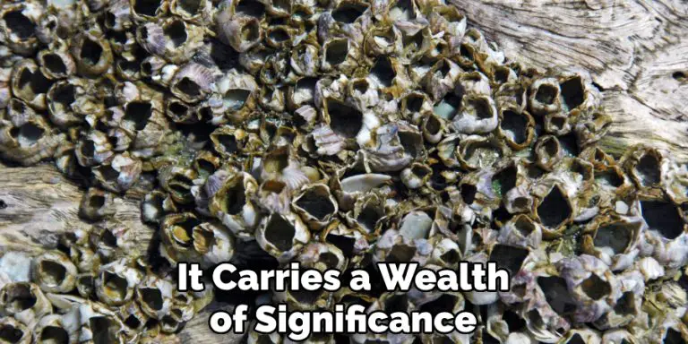 Barnacle Spiritual Meaning, Symbolism and Totem | Detailed Guide