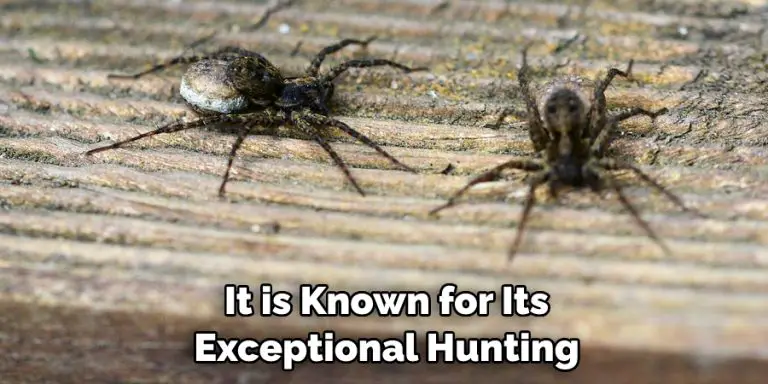 Wolf Spider Spiritual Meaning, Symbolism and Totem (2026)