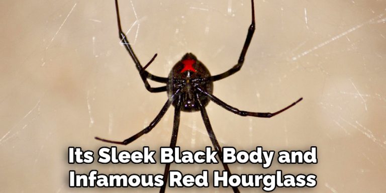 Black Widow Spider Spiritual Meaning, Symbolism and Totem (2025)