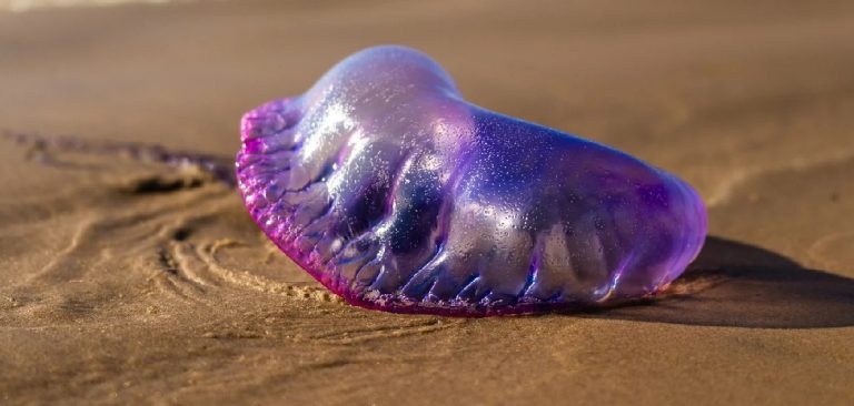 Man O' War Spiritual Meaning, Symbolism and Totem (2026)