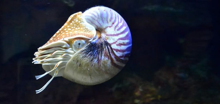 Nautilus Spiritual Meaning, Symbolism and Totem | Detailed Guide