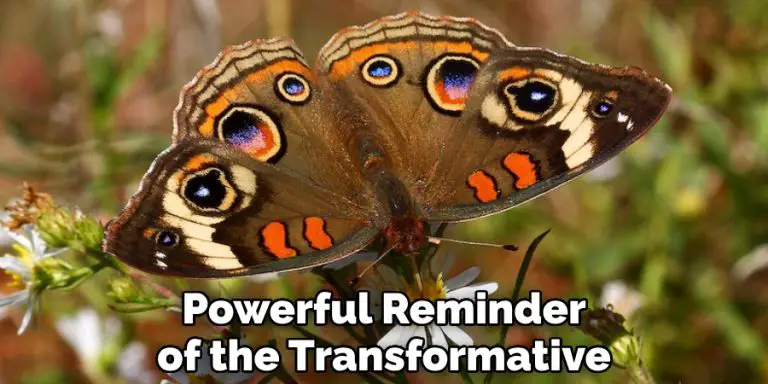 Common Buckeye Spiritual Meaning, Symbolism and Totem (2025)