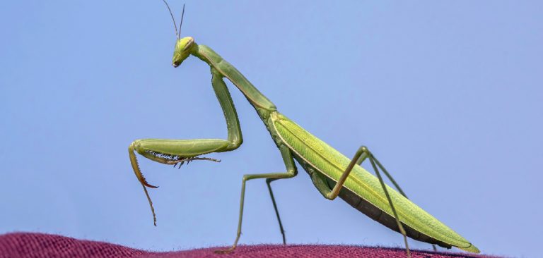 Praying Mantis Spiritual Meaning, Symbolism and Totem (2025)
