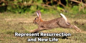 Hare Spiritual Meaning, Symbolism and Totem | Detailed Guide