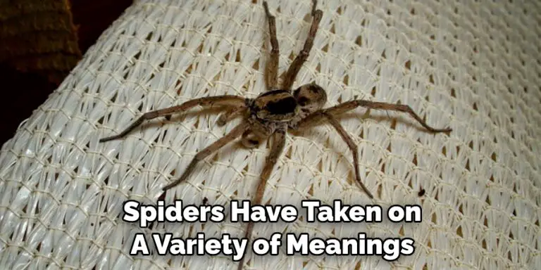 Wolf Spider Spiritual Meaning, Symbolism and Totem (2026)