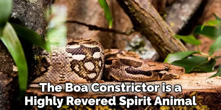 Boa Spiritual Meaning, Symbolism and Totem | Detailed Guide