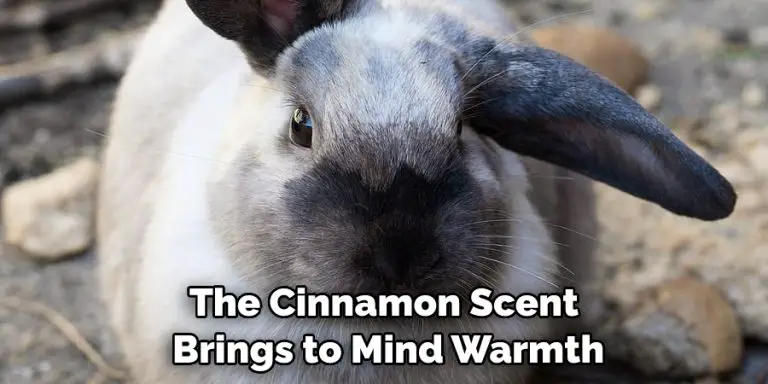 Cinnamon Spiritual Meaning, Symbolism and Totem (2025)