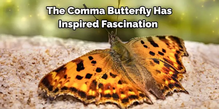 Comma Spiritual Meaning, Symbolism and Totem | Explained (2026)