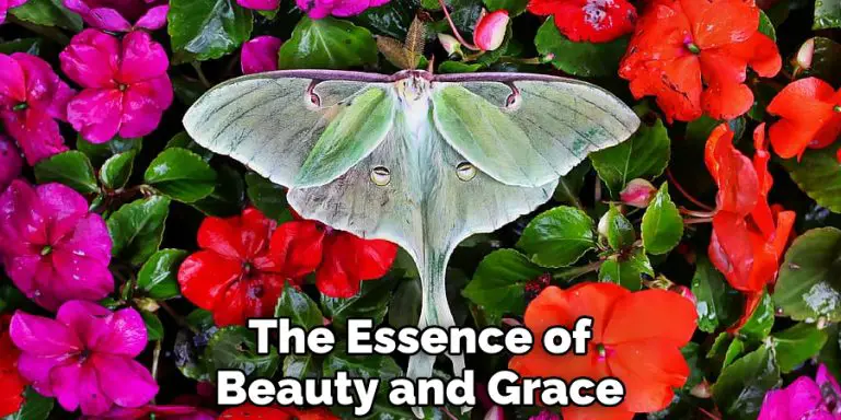 Luna Moth Spiritual Meaning, Symbolism and Totem (2026)