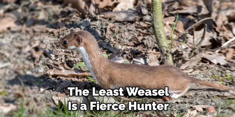 Weasel Spiritual Meaning, Symbolism and Totem | Explained (2025)