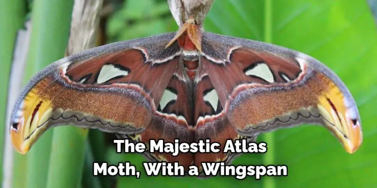 Atlas Moth Spiritual Meaning, Symbolism and Totem (2025)