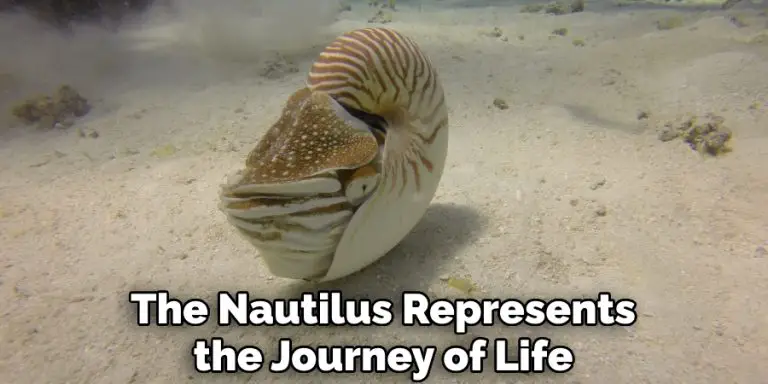 Nautilus Spiritual Meaning, Symbolism and Totem | Detailed Guide
