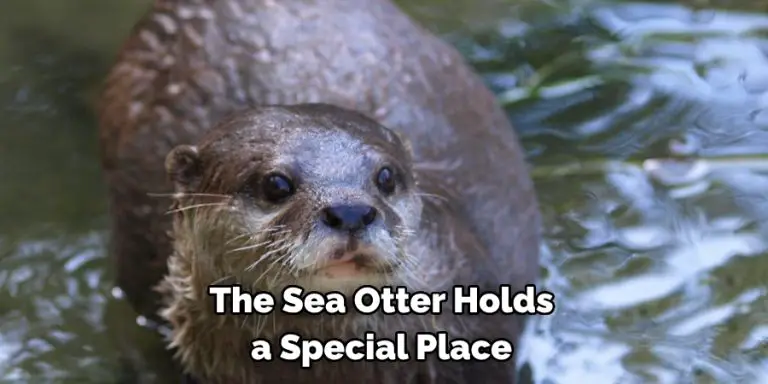 Sea Otter Spiritual Meaning, Symbolism and Totem (2025)