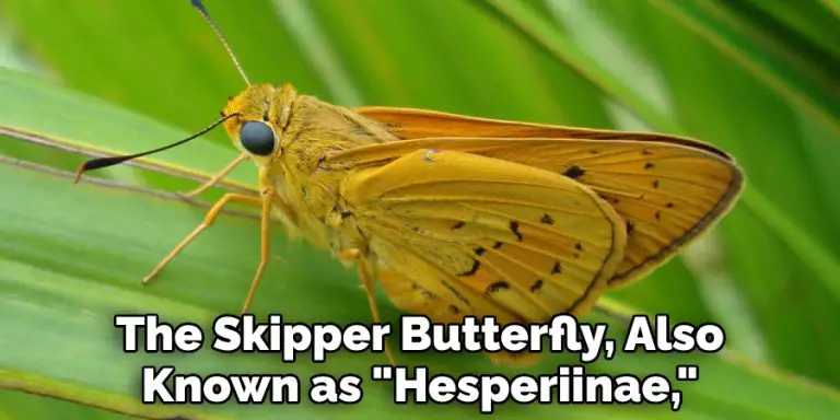 Skipper Spiritual Meaning, Symbolism and Totem | Explained (2025)