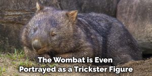 Wombat Spiritual Meaning, Symbolism and Totem | Explained (2025)