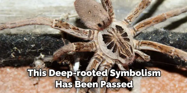 Wolf Spider Spiritual Meaning, Symbolism and Totem (2026)