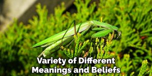 Praying Mantis Spiritual Meaning, Symbolism and Totem (2026)