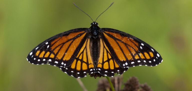 Viceroy Butterfly Spiritual Meaning, Symbolism and Totem (2026)