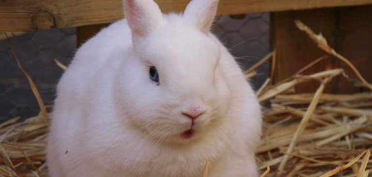 Vienna Spiritual Meaning, Symbolism and Totem | Detailed Guide