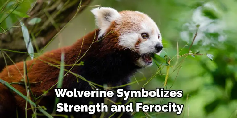 Wolverine Spiritual Meaning, Symbolism and Totem (2025)
