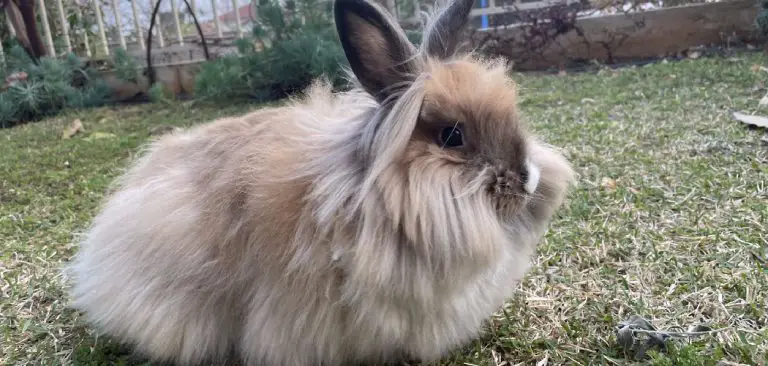 Wooly Spiritual Meaning, Symbolism and Totem | Explained (2025)