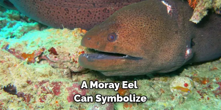 Moray Eel Spiritual Meaning, Symbolism and Totem (2025)