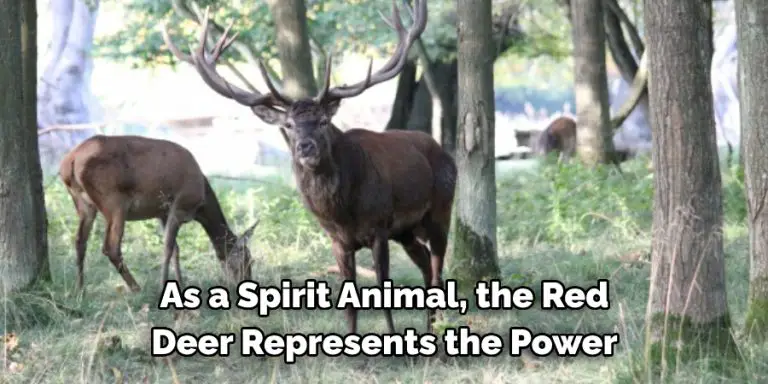 Red Deer Spiritual Meaning, Symbolism and Totem | Detailed Guide