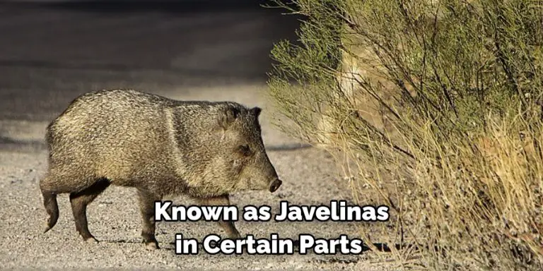 Javelina Spiritual Meaning, Symbolism and Totem | Detailed Guide