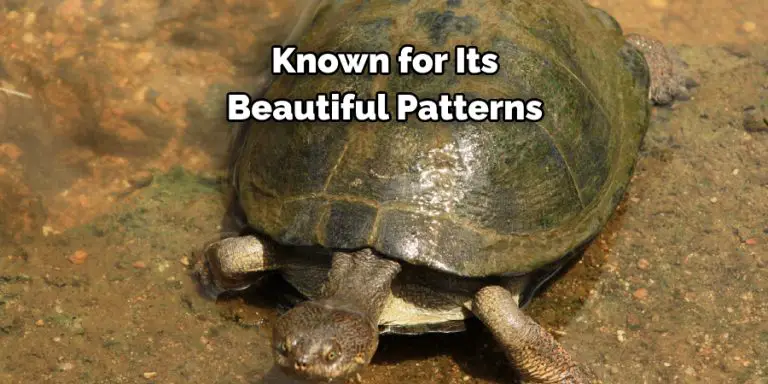 Terrapin Spiritual Meaning, Symbolism and Totem | Detailed Guide