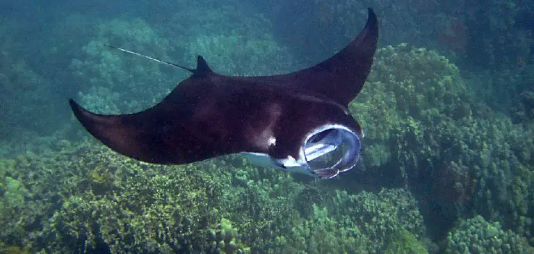 Manta Ray Spiritual Meaning, Symbolism and Totem (2025)