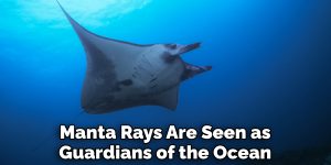 Manta Ray Spiritual Meaning, Symbolism and Totem (2025)