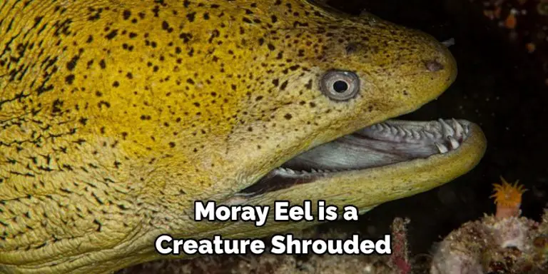 Moray Eel Spiritual Meaning, Symbolism and Totem (2025)