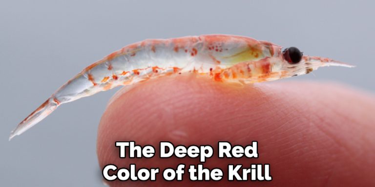 Krill Spiritual Meaning, Symbolism and Totem | Explained (2026)