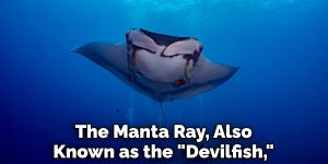 Manta Ray Spiritual Meaning, Symbolism and Totem (2025)
