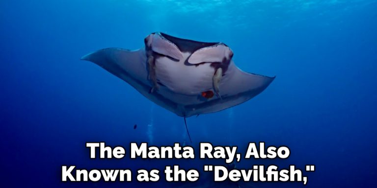 Manta Ray Spiritual Meaning, Symbolism and Totem (2025)