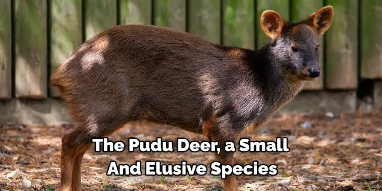Pudu Spiritual Meaning, Symbolism and Totem | Detailed Guide