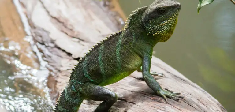 Water Dragon Spiritual Meaning, Symbolism and Totem (2025)