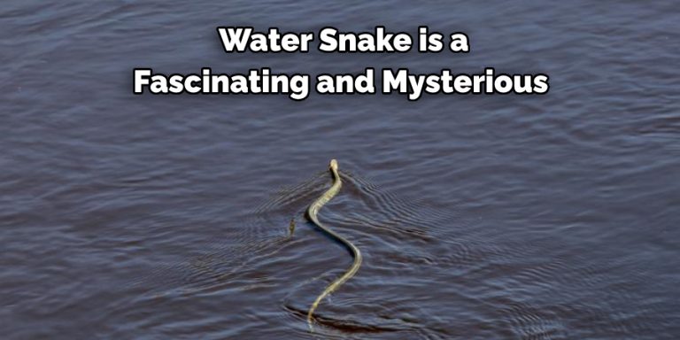 Water Snake Spiritual Meaning, Symbolism and Totem (2025)