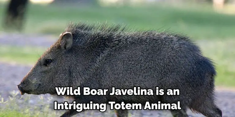 Javelina Spiritual Meaning, Symbolism and Totem | Detailed Guide