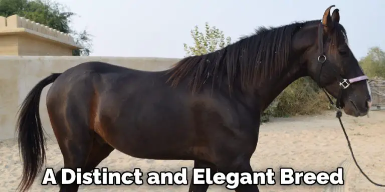 Marwari Spiritual Meaning, Symbolism and Totem | Detailed Guide