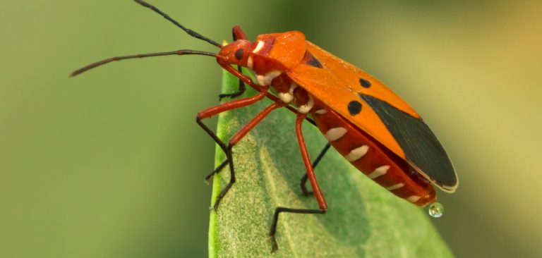 Assassin Bug Spiritual Meaning, Symbolism and Totem (2025)