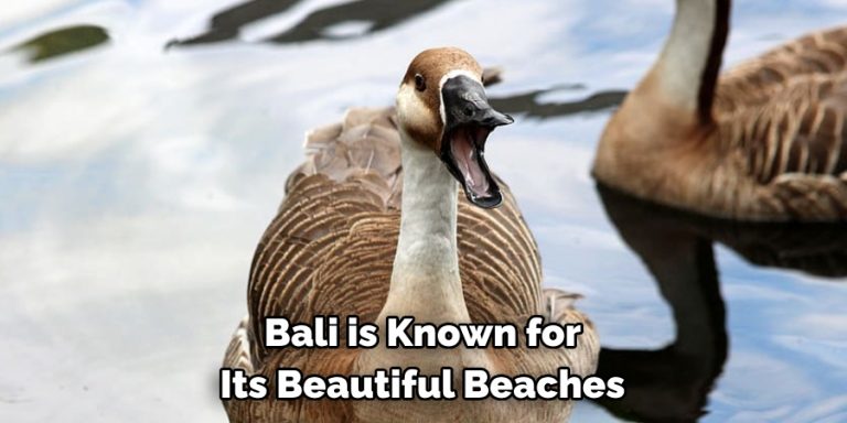 Bali Duck Spiritual Meaning, Symbolism and Totem (2026)