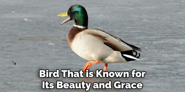 Mallard Spiritual Meaning, Symbolism and Totem | Detailed Guide