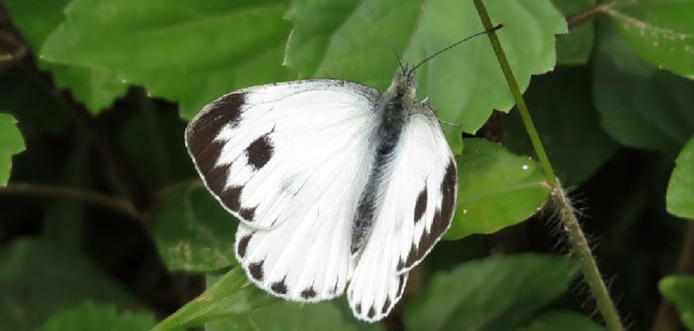 Cabbage White Spiritual Meaning, Symbolism and Totem (2026)